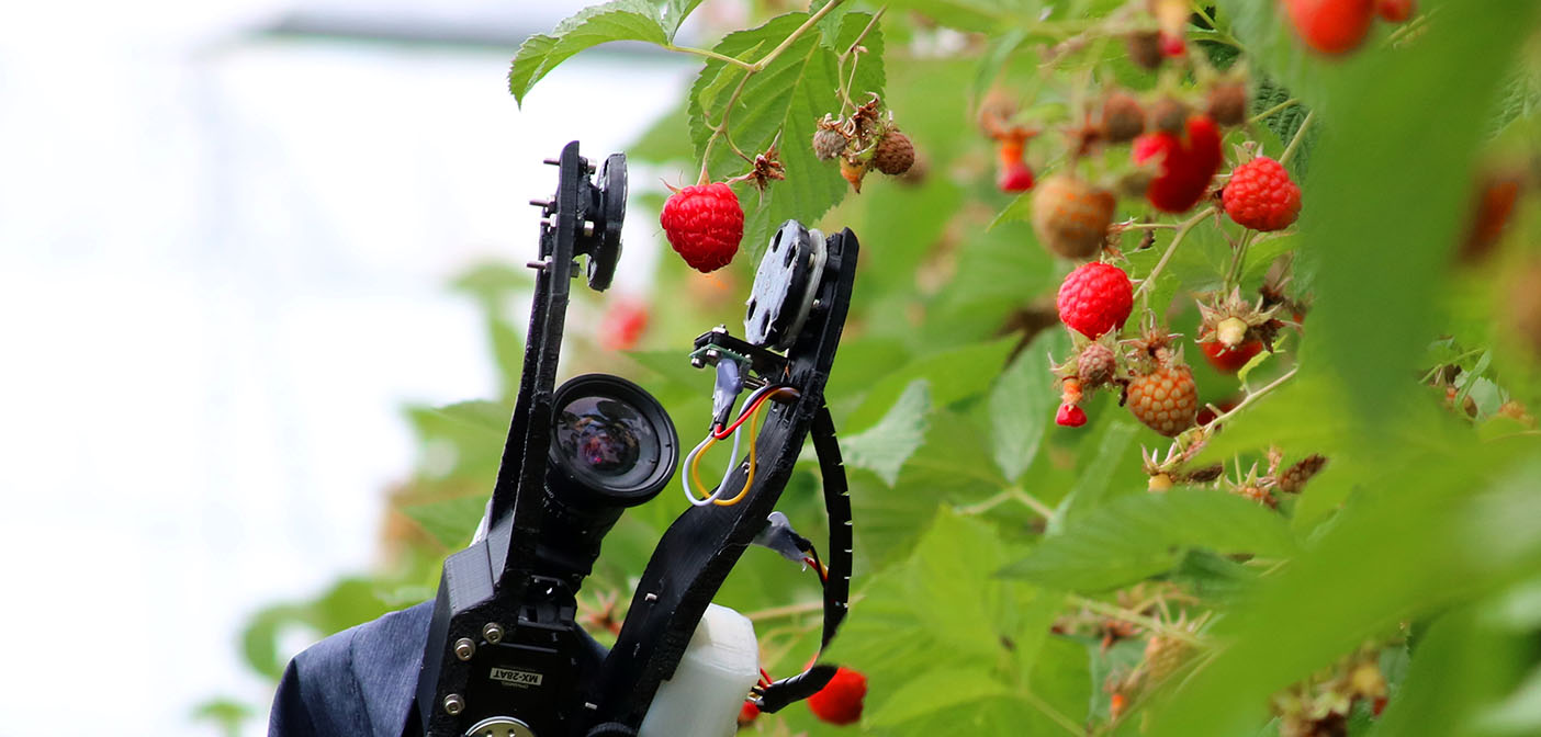 Raspberries picked by robot: Bosch UK to help Fieldwork Robotics ...