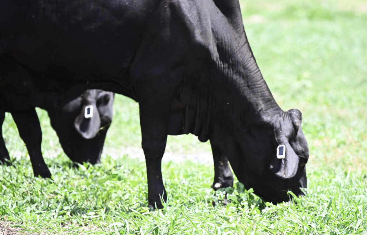 New pasture intake sensor added to smart ear tag to improve cattle ...