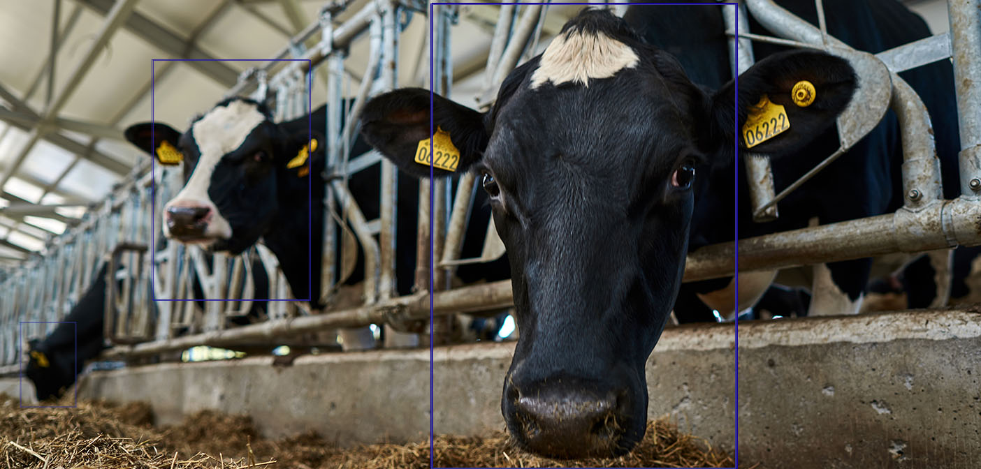 How comfortable are your cows? New AI tool for precision herd ...