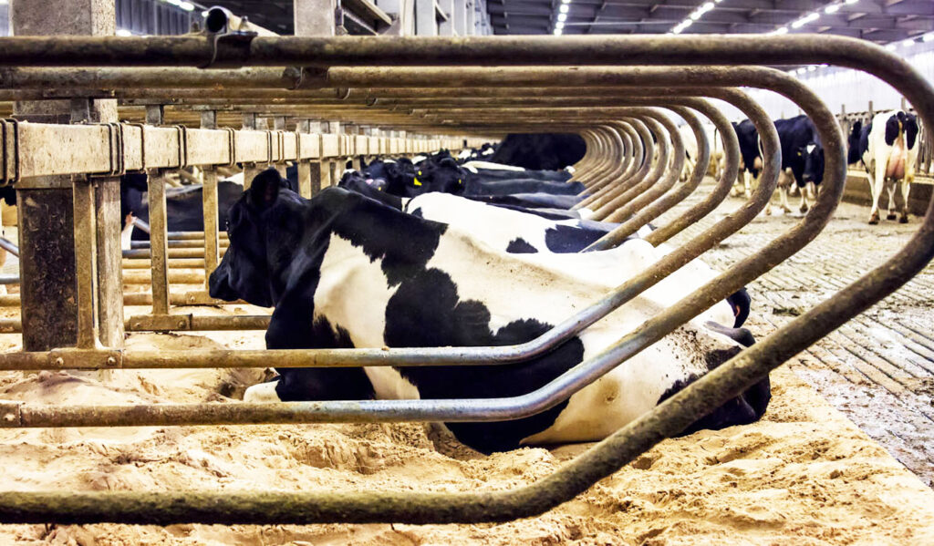 How comfortable are your cows? New AI tool for precision herd ...