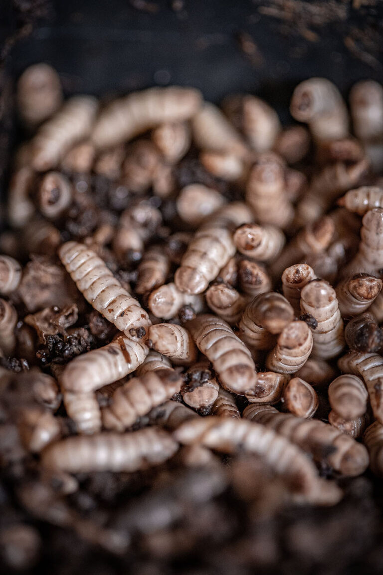 Danish insect farming partners combine climate and production expertise ...